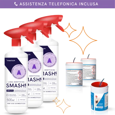 PEST BOX Dermestidi - La soluzione completa - Insectum® Shop Online