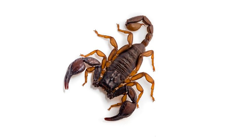 Come combattere gli scorpioni in casa riconoscendoli