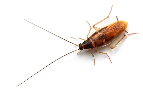 Perché vengono le blatte/scarafaggi? - Insectum