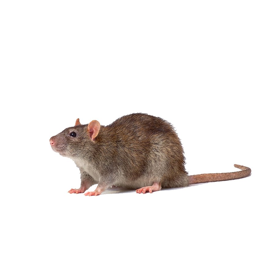 Differenze tra ratti e topi: scopri come riconoscerli - Insectum