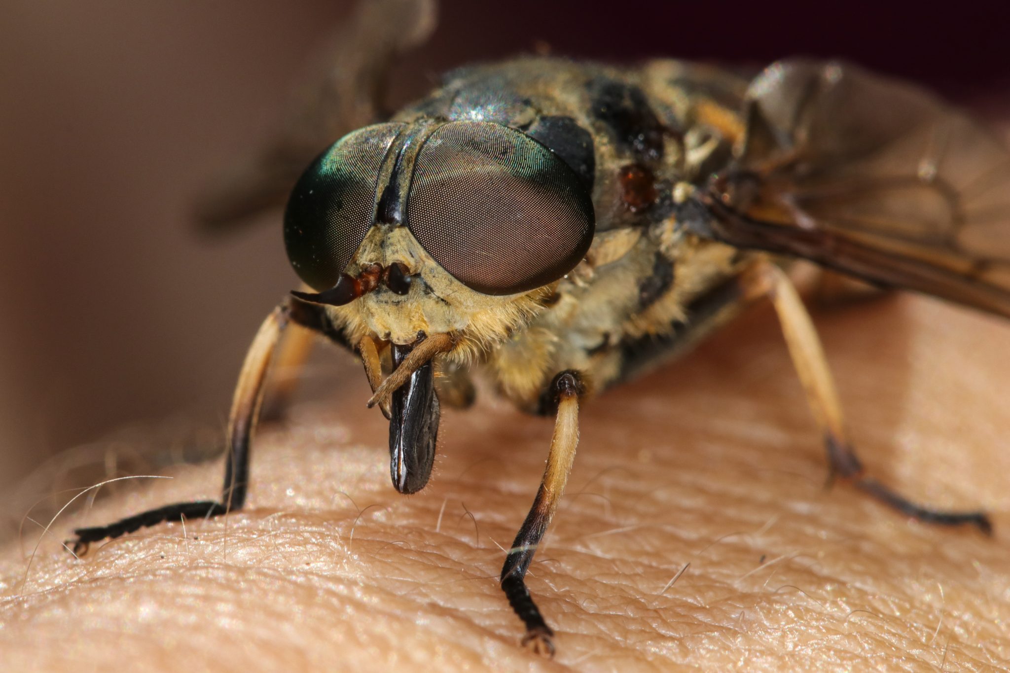 Tafani: morsi e punture - Insectum