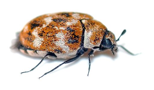Dermestidi: un pericolo poco conosciuto - Insectum