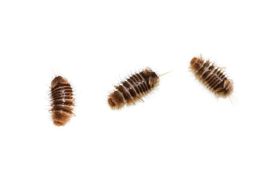 Dermestidi: un pericolo poco conosciuto - Insectum